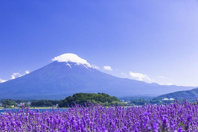 Mt. Fuji Hikawa Clock Shop Oshino Hakkai and Oishi Park Day Trip - What Travelers Are Saying