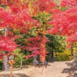 Mt. Fuji Instagram Spots Day Trip Oshino Hakkai Oishi Park & More - Is the Price Justified?