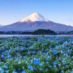 Mt. Fuji & Kawaguchiko Flower Viewing Tour (with Free Kusa Mochi) - Who Will Love This Tour?