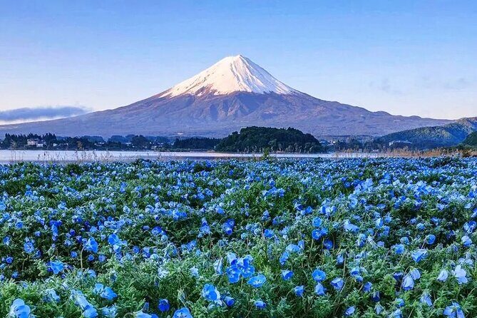Mt. Fuji & Kawaguchiko Flower Viewing Tour (with Free Kusa Mochi) - Who Will Love This Tour?