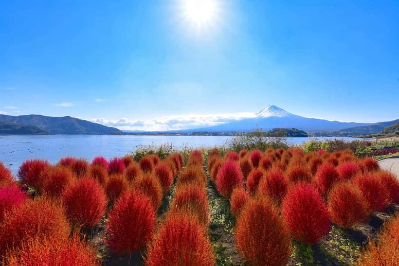 Mt.Fuji, Lake Kawaguchiko, Oishi Park & Saiko Village Tour - Exploring the Scenic Splendors of Mt. Fuji