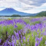 Mt. Fuji Oshino Hakkai and Gotemba Outlets Tour - Analyzing the Value