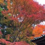 Mt. Takao Hiking Tour With Licensed Guide - Exploring the Trails and Key Highlights