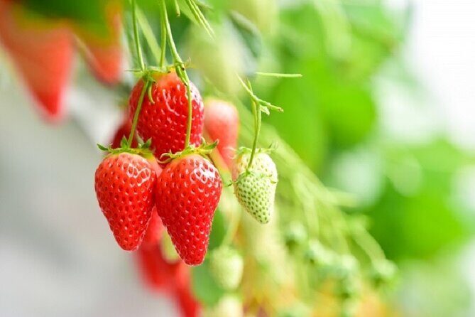 Mt Yoshino and Mt Koya Multi Day Tour From Osaka - Strawberry Picking: A Sweet Interlude