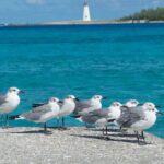 Multi-day Barbados 4WD Tour from Accra Beach Hotel - Who Will Love This Tour?