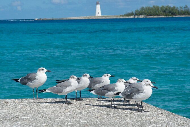 Multi-day Barbados 4WD Tour from Accra Beach Hotel - Who Will Love This Tour?