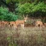 Mumbai : Private Sightseeing & Ancient Kanheri Caves - Exploring Mumbai’s Highlights