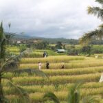 Munduk Private Customized Highlights Tour - The Itinerary: A Deep Dive