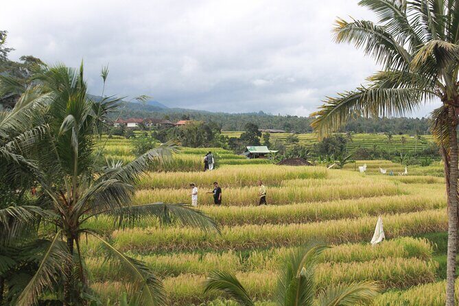 Munduk Private Customized Highlights Tour - The Itinerary: A Deep Dive