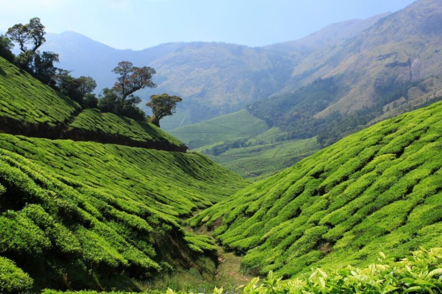 Munnar Private Day Trip - Authentic Experiences and Practical Details