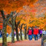 Naejangsan National Park Autumn Foliage One Day Tour from Busan - Authentic Experiences Based on Reviews