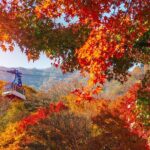 Naejangsan National Park Autumn Foliage One Day Tour from Seoul - The Value and Practicalities