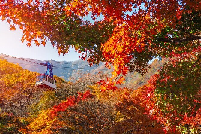 Naejangsan National Park Autumn Foliage One Day Tour from Seoul - The Value and Practicalities