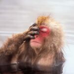 Nagano: Private Guided Tour Snow Monkeys & Zenkoji Temple - Who Will Appreciate This Tour?