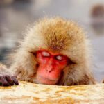 Nagano Snow Monkey Day Trip from Tokyo by Bullet Train - The Whole Experience: What’s It Like?