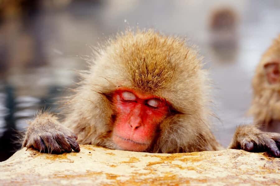 Nagano Snow Monkey Day Trip from Tokyo by Bullet Train - The Whole Experience: What’s It Like?
