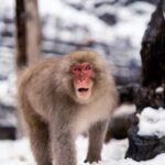 Nagano: Snow Monkey Park Full-Day Guided Private Tour - Transport, Timing, and Practicalities