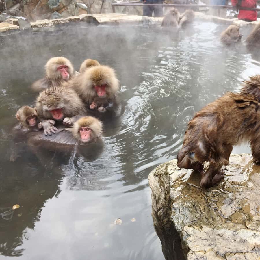 Nagano: Snow Monkey Park Full Day Tour Fully Customizable - Who Should Consider This Tour?
