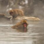 Nagano Snow Monkey private Day Tour from Tokyo - The Itinerary Breakdown