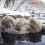 Nagano: Snow Monkey Private Day Tour with Driver from Tokyo - Practical Details and Considerations