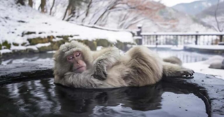 Nagano: Snow Monkey Private Day Tour with Driver from Tokyo - Practical Details and Considerations