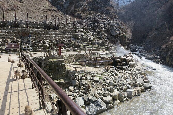 Nagano: Snow Monkeys of Jigokudani Guided Tour - Who Should Consider This Tour?