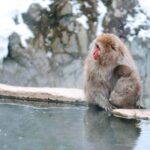 Nagano: Snow Monkeys & Zenko-ji Tomyo Lantern Festival Tour - The Experience in Context: What’s the Value?