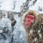 Nagano: Togakushi Shrine & Jigokudani Snow Monkey Park Trip - Analyzing the Value