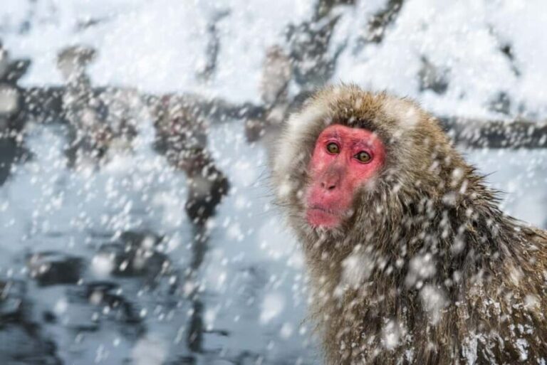 Nagano: Togakushi Shrine & Jigokudani Snow Monkey Park Trip - Analyzing the Value