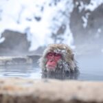 Nagano/Tokyo: Snow Monkey Private Car Tour Hotel Pick & Drop - Itinerary Breakdown
