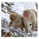 Nagano/ Tokyo: Snow Monkey Private Day Tour Fully Customised - The Highlight: Jigokudani Monkey Park