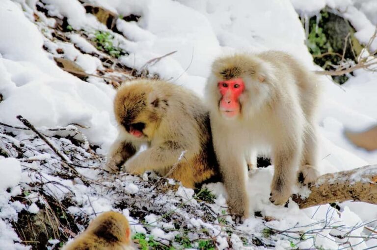 Nagano Tokyo: Snow Monkey Private Day Tour Hotel Pick & Drop - Key Points