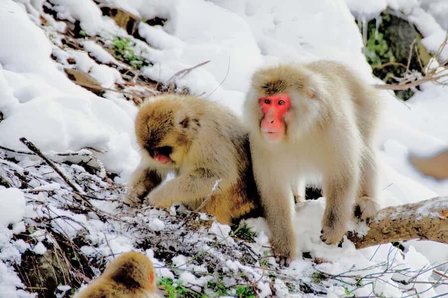 Nagano Tokyo: Snow Monkey Private Day Tour Hotel Pick & Drop - Key Points