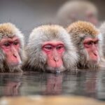 Nagano Tokyo: Snow Monkey, Zenkoji Temple Private Van Tour - Exploring Zenkoji Temple: A 1,400-Year-Old Pilgrimage Site
