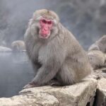 Nagano: Zenko-ji Temple Guided Tour with Rituals - FAQ