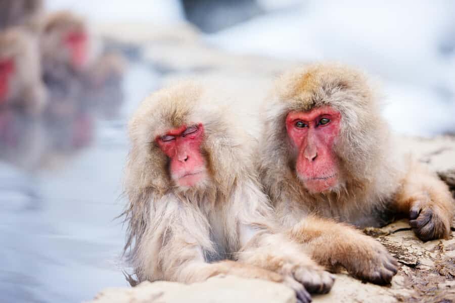 Nagano: Zenko-ji Temple, Snow Village & Monkey Park Tour - Who Will Love This Tour?