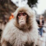 Nagano: Zenkoji Temple, Snow Monkeys, and Obuse Tour - Zenkoji Temple: A Cultural and Architectural Marvel