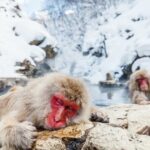 Nagano's Famous Snow Monkeys -Personalized Private Tour - Transportation and Practical Details