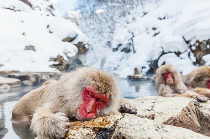Nagano's Famous Snow Monkeys -Personalized Private Tour - Transportation and Practical Details