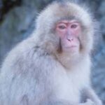 Nagano:Snow Monkey Park Private Customizable Tour With Guide - An In-Depth Look at What to Expect