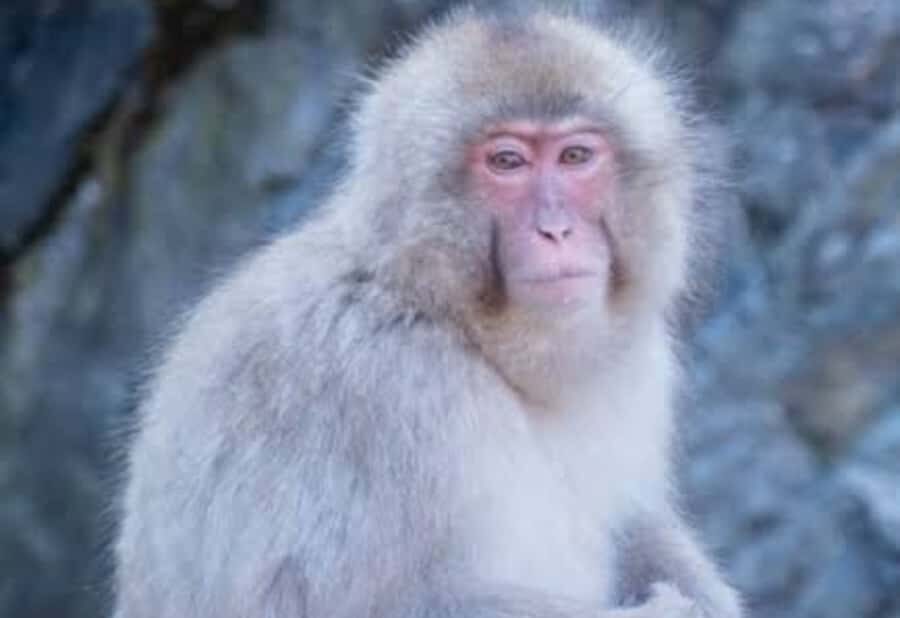 Nagano:Snow Monkey Park Private Customizable Tour With Guide - An In-Depth Look at What to Expect