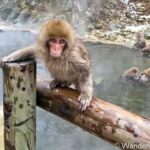 Nagano:Snow Monkeys & Zenko-ji Temple Scenic Whole Day Tour - Exploring Traditional Towns and Historic Ruins