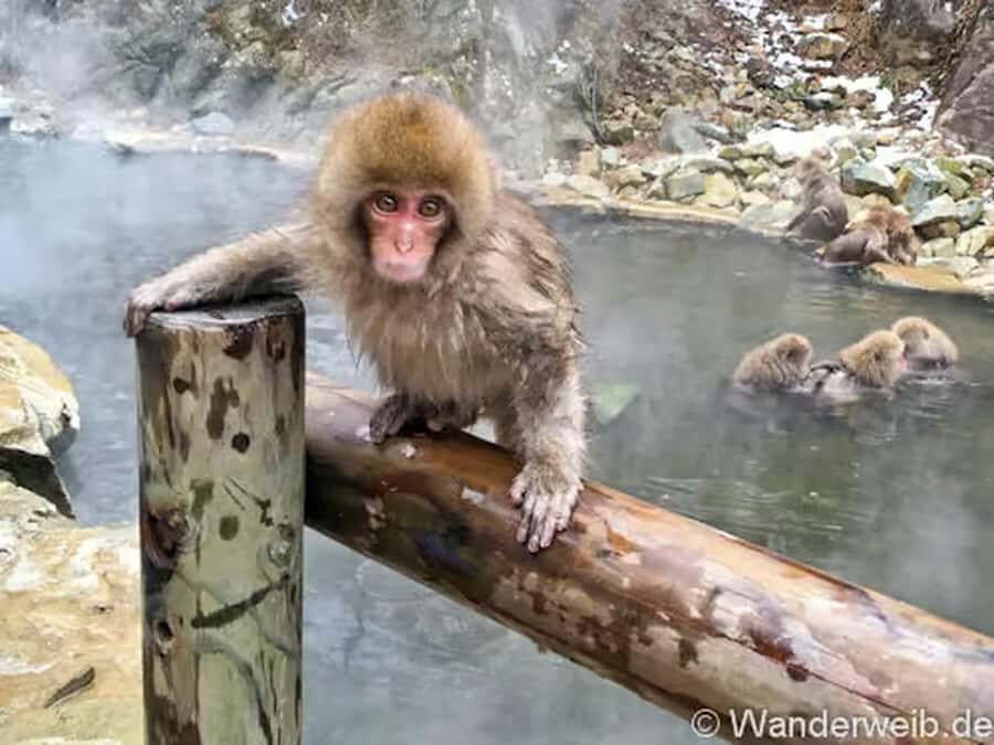 Nagano:Snow Monkeys & Zenko-ji Temple Scenic Whole Day Tour - Exploring Traditional Towns and Historic Ruins