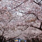 Nagasaki Cherry Blossom Hanami Tradition Experience - Pricing and Value