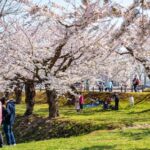 Nagasaki: Private & Custom Cherry Blossom Tour with a Local - Who Would Love This Tour?