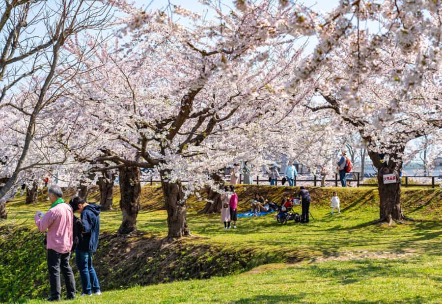 Nagasaki: Private & Custom Cherry Blossom Tour with a Local - Who Would Love This Tour?