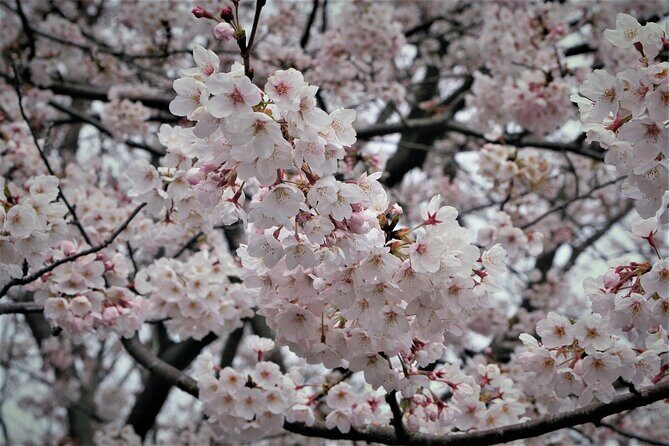 Nagoya City Cherry Blossom Private Sightseeing Tour - Who Will Appreciate This Tour?