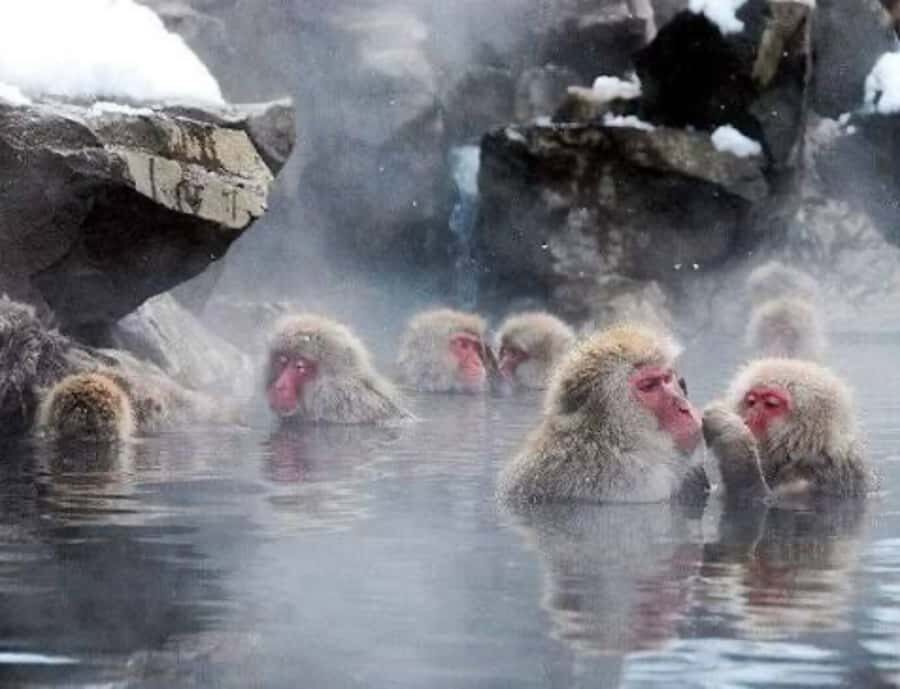 Nagoya: Nagano Private Day Trip with Custom Itinerary - Exploring Naganos Gems