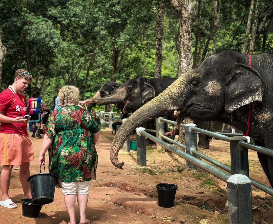 Naithon: Heart to Trunk - A Phuket Elephant Care Experience - Why This Tour Works Well