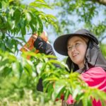 Nakatsu Orchard Fruit Tasting Tour - FAQ About the Nakatsu Orchard Fruit Tasting Tour